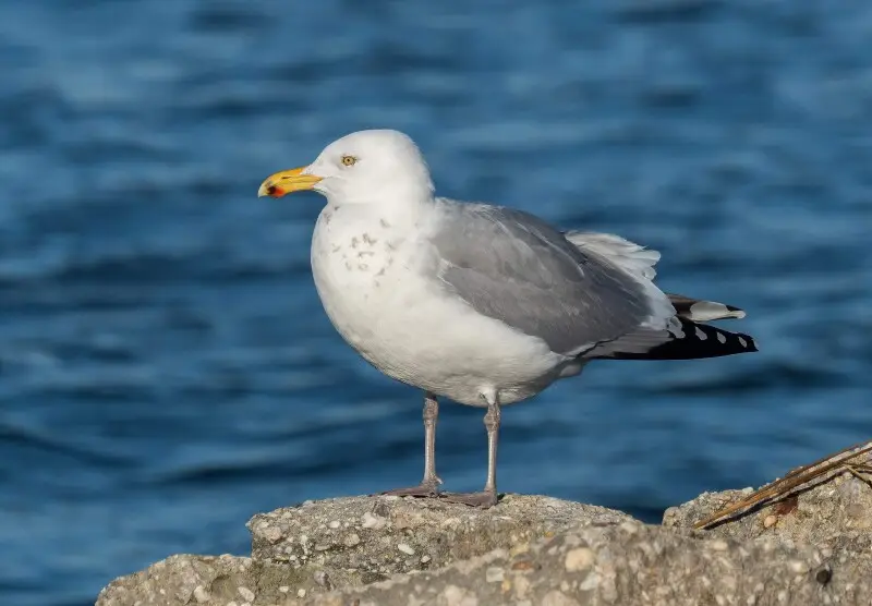 American herring gull - Facts, Diet, Habitat & Pictures on Animalia.bio