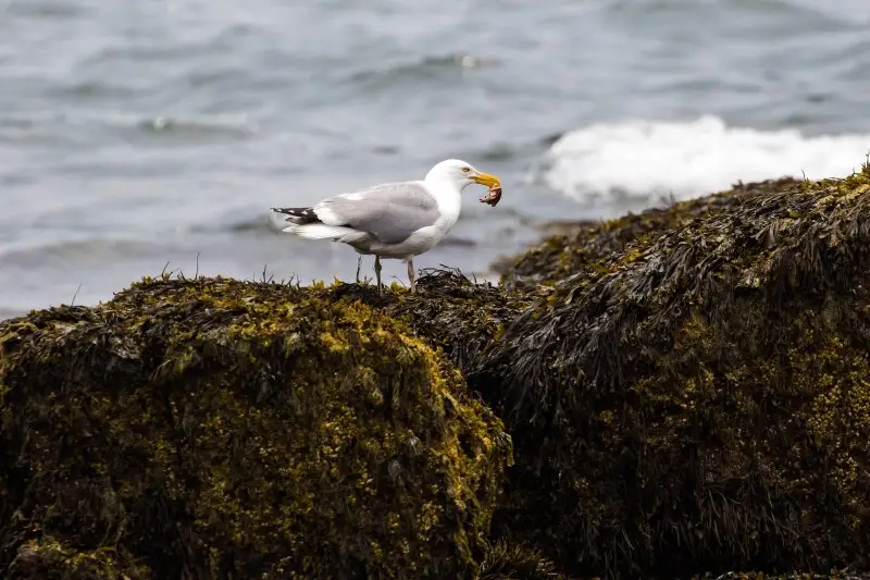 American herring gull - Facts, Diet, Habitat & Pictures on Animalia.bio