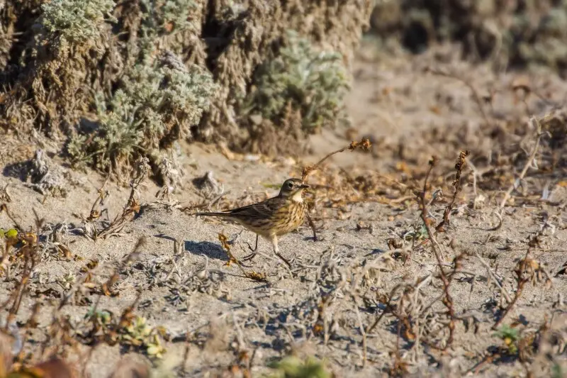 Anthus rubescens - факти, дієта, ареал і фотографії на Animalia.bio