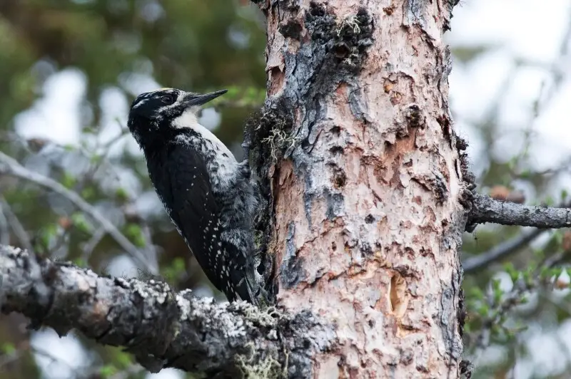 American three-toed woodpecker - Facts, Diet, Habitat & Pictures on ...