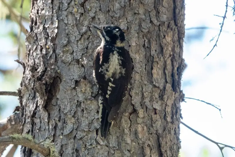 American three-toed woodpecker - Facts, Diet, Habitat & Pictures on ...
