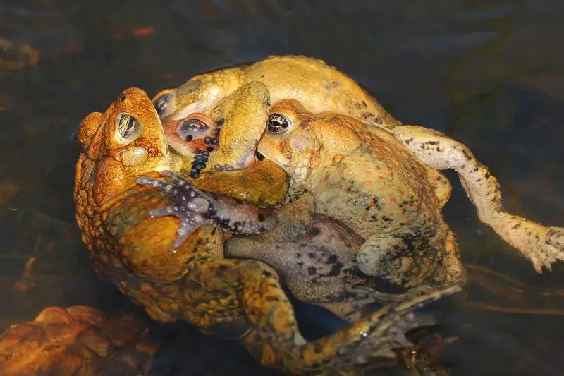 American toad - Facts, Diet, Habitat & Pictures on Animalia.bio