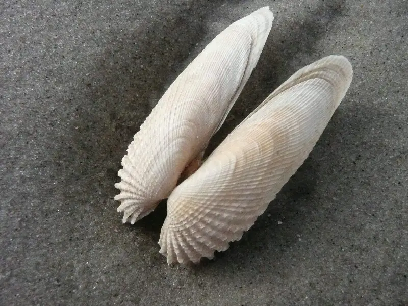 Petricolaria pholadiformis - факти, дієта, ареал і фотографії на ...