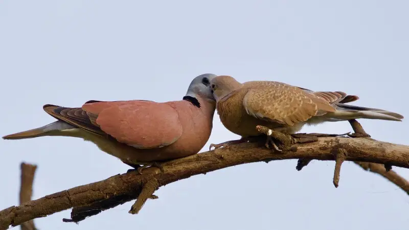 Red collared dove - Facts, Diet, Habitat & Pictures on Animalia.bio