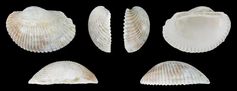 Anadara diluvii - Facts, Diet, Habitat & Pictures on Animalia.bio