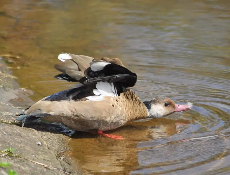 Brazilian teal - Facts, Diet, Habitat & Pictures on Animalia.bio