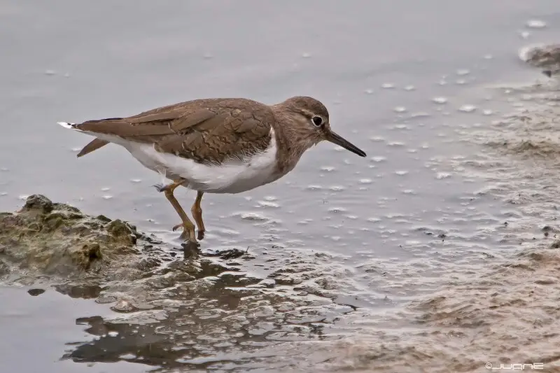 Common sandpiper - Facts, Diet, Habitat & Pictures on Animalia.bio