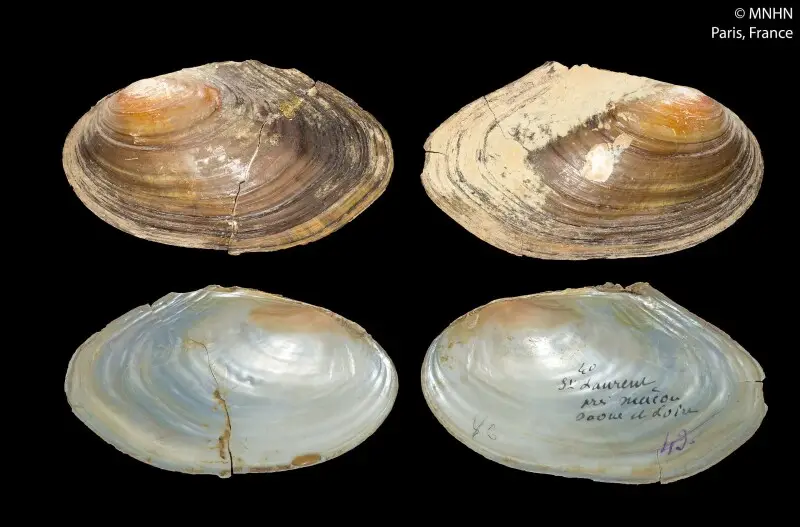 Duck mussel - Facts, Diet, Habitat & Pictures on Animalia.bio