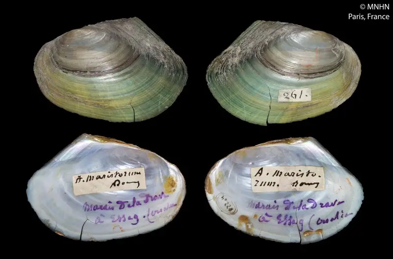 Duck mussel - Facts, Diet, Habitat & Pictures on Animalia.bio