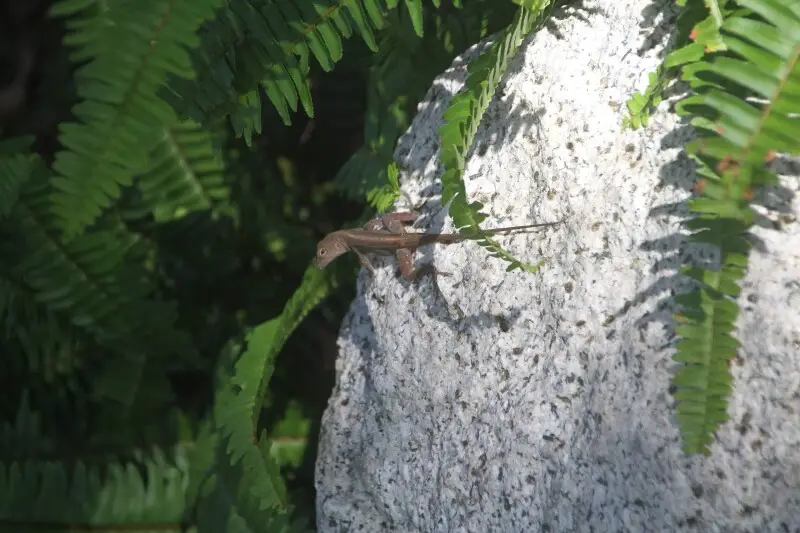 Puerto Rican crested anole - Facts, Diet, Habitat & Pictures on ...