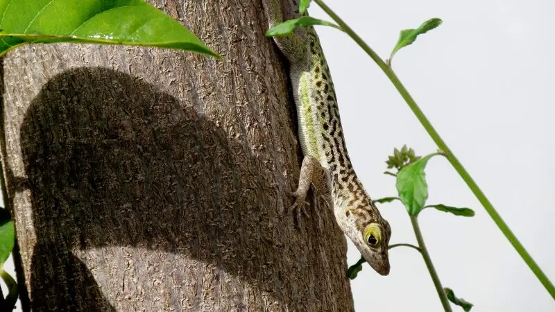 Anolis leachii - факти, дієта, ареал і фотографії на Animalia.bio