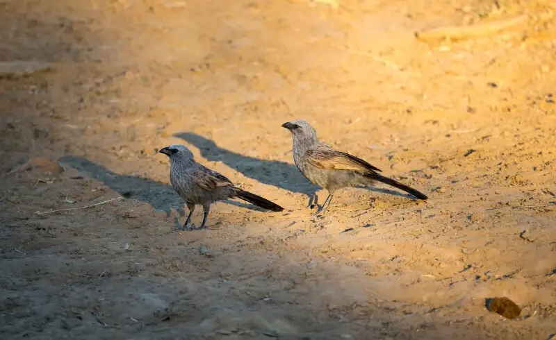 Апостол - факти, дієта, ареал і фотографії на Animalia.bio