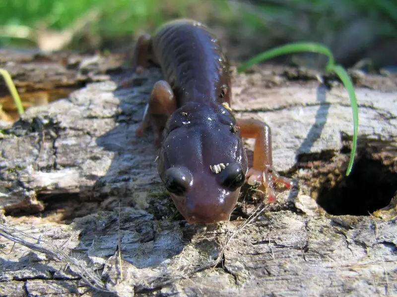 Arboreal salamander - Facts, Diet, Habitat & Pictures on Animalia.bio