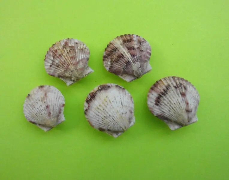 Argopecten gibbus - Facts, Diet, Habitat & Pictures on Animalia.bio