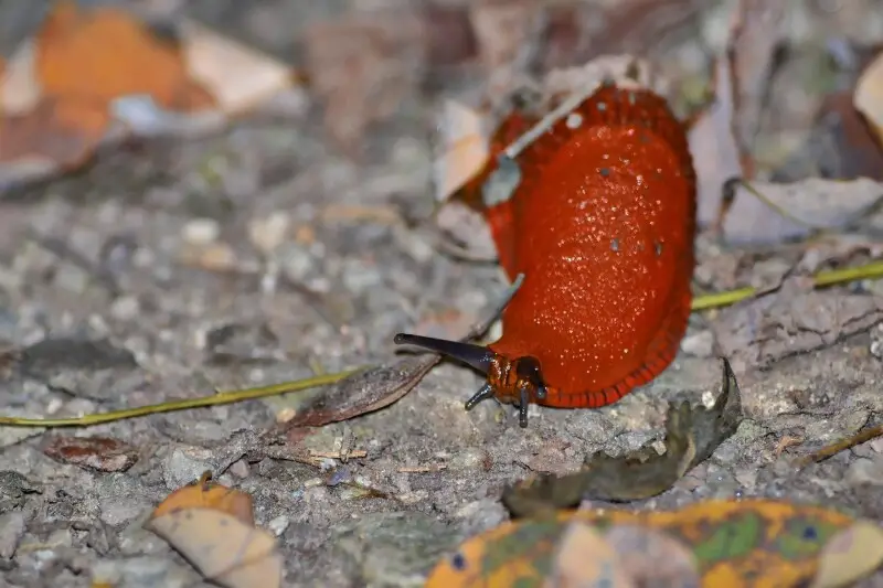 Red slug - Facts, Diet, Habitat & Pictures on Animalia.bio