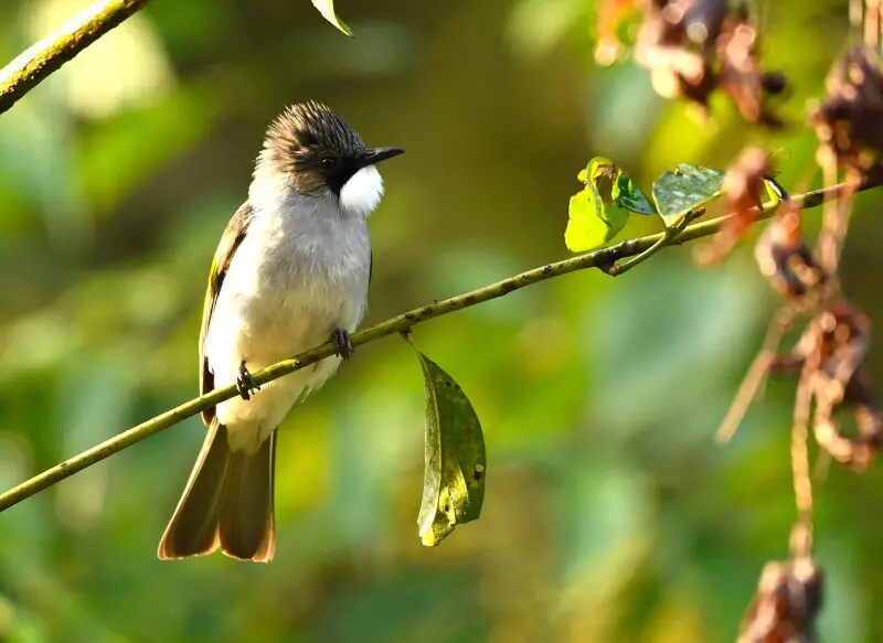 Ashy bulbul - Facts, Diet, Habitat & Pictures on Animalia.bio