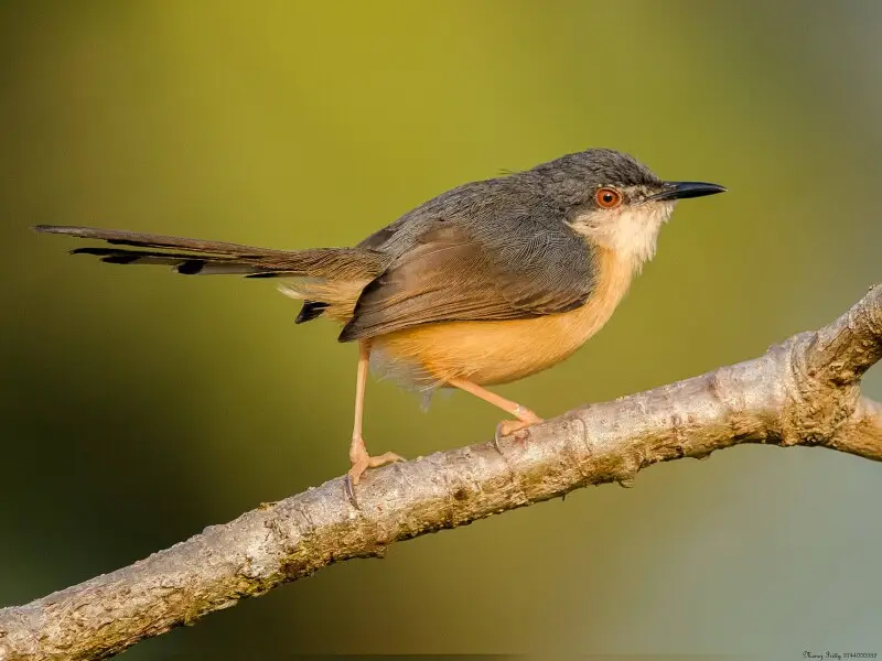 Ashy prinia - Facts, Diet, Habitat & Pictures on Animalia.bio