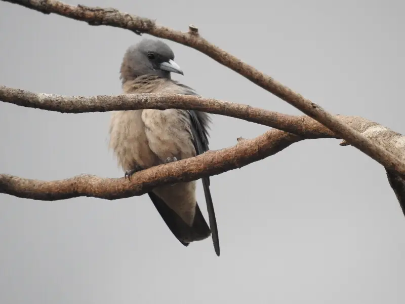 Ashy woodswallow - Facts, Diet, Habitat & Pictures on Animalia.bio