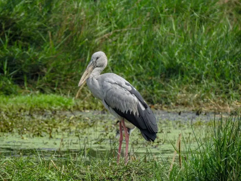 Asian openbill - Facts, Diet, Habitat & Pictures on Animalia.bio