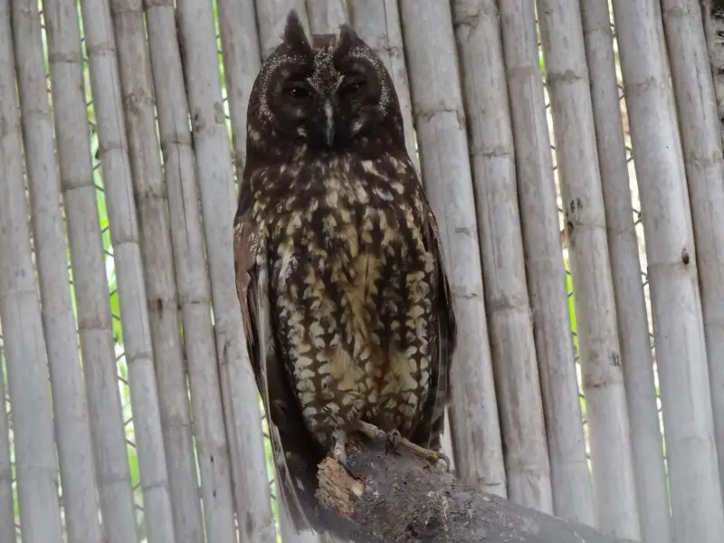 Stygian owl - Facts, Diet, Habitat & Pictures on Animalia.bio