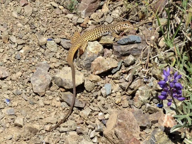 Western whiptail - Facts, Diet, Habitat & Pictures on Animalia.bio