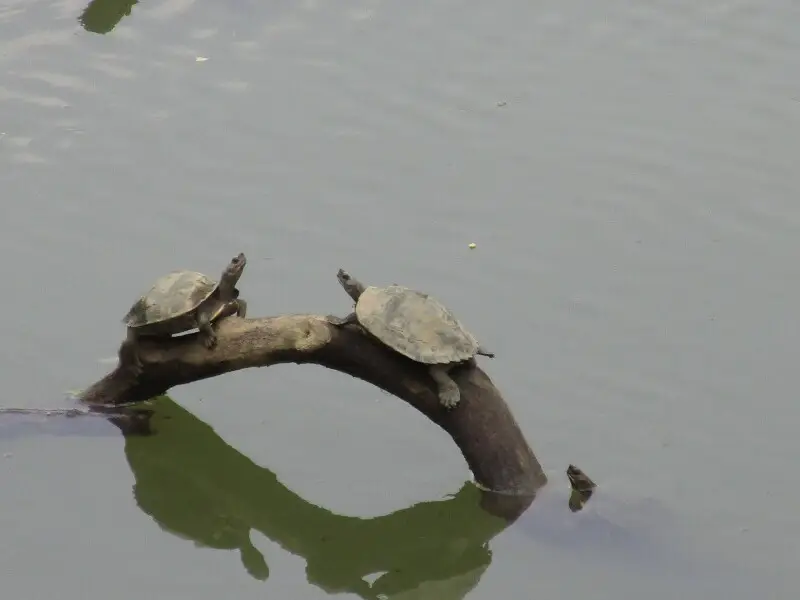 Assam roofed turtle - Facts, Diet, Habitat & Pictures on Animalia.bio