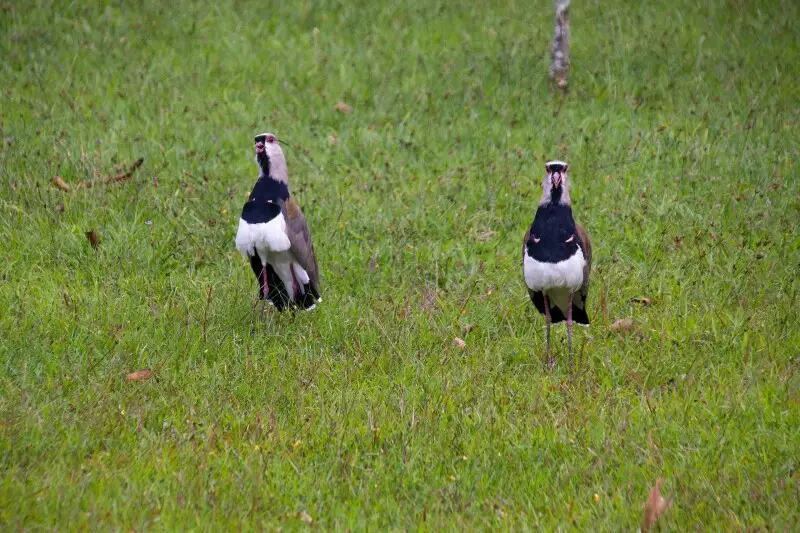 Southern lapwing - Facts, Diet, Habitat & Pictures on Animalia.bio