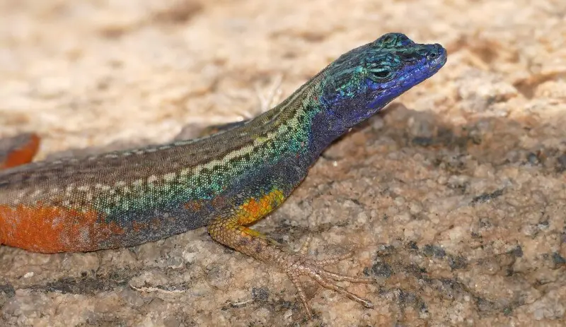 Broadley's flat lizard - Facts, Diet, Habitat & Pictures on Animalia.bio