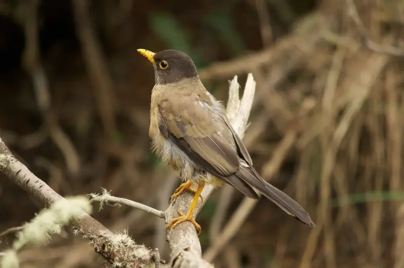 Austral thrush - Facts, Diet, Habitat & Pictures on Animalia.bio