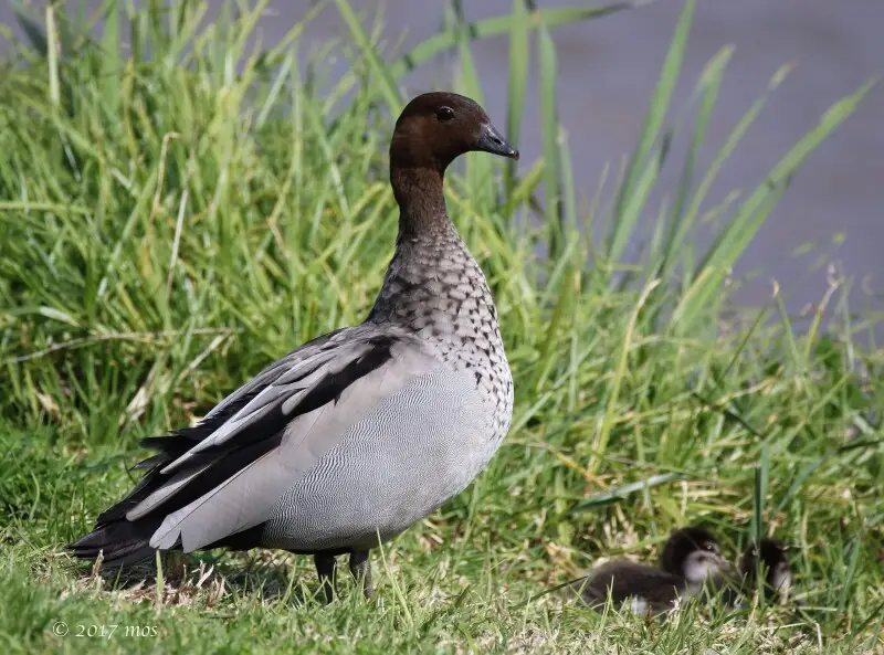 Australian wood duck - Facts, Diet, Habitat & Pictures on Animalia.bio