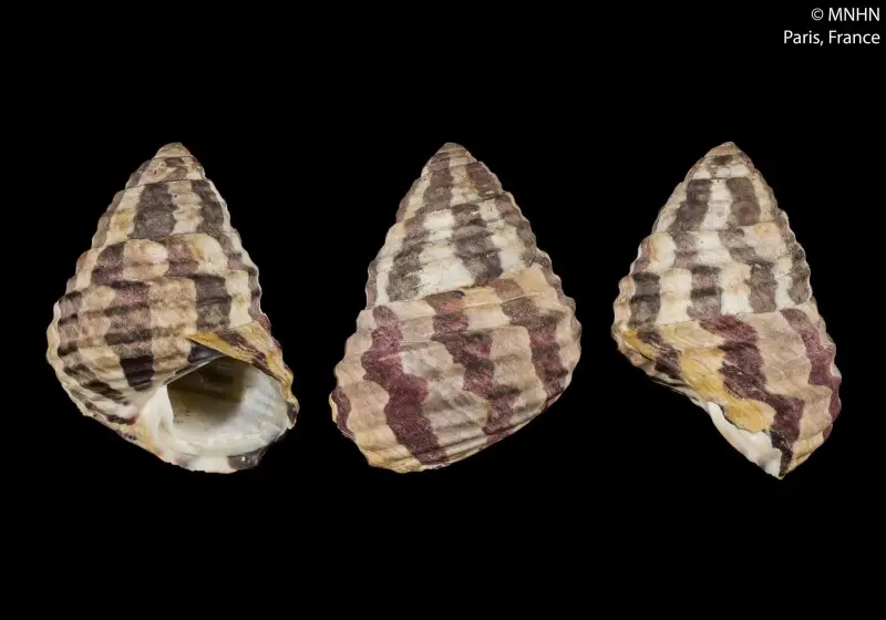 Austrocochlea porcata - Facts, Diet, Habitat & Pictures on Animalia.bio