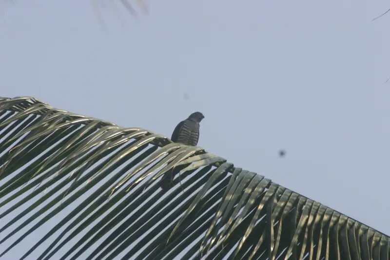 African cuckoo-hawk - Facts, Diet, Habitat & Pictures on Animalia.bio