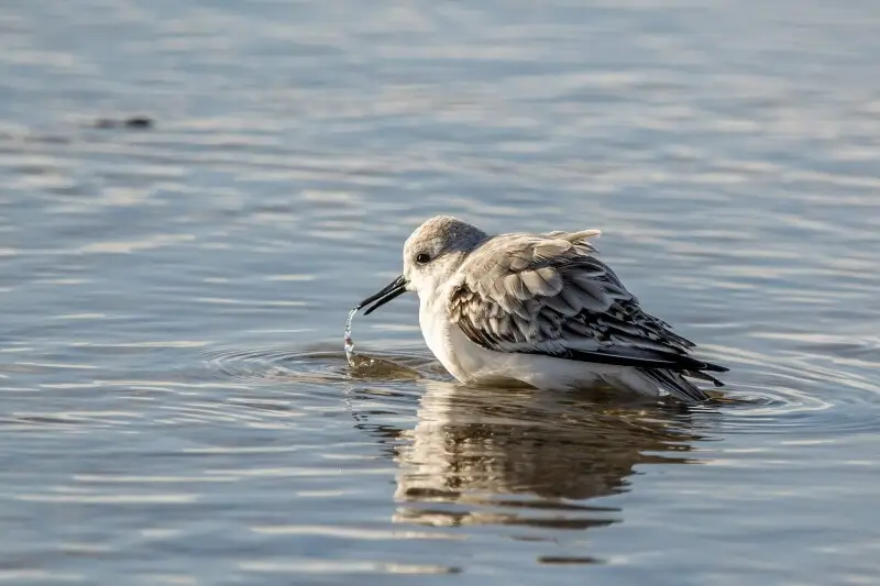Sanderling - Facts, Diet, Habitat & Pictures on Animalia.bio