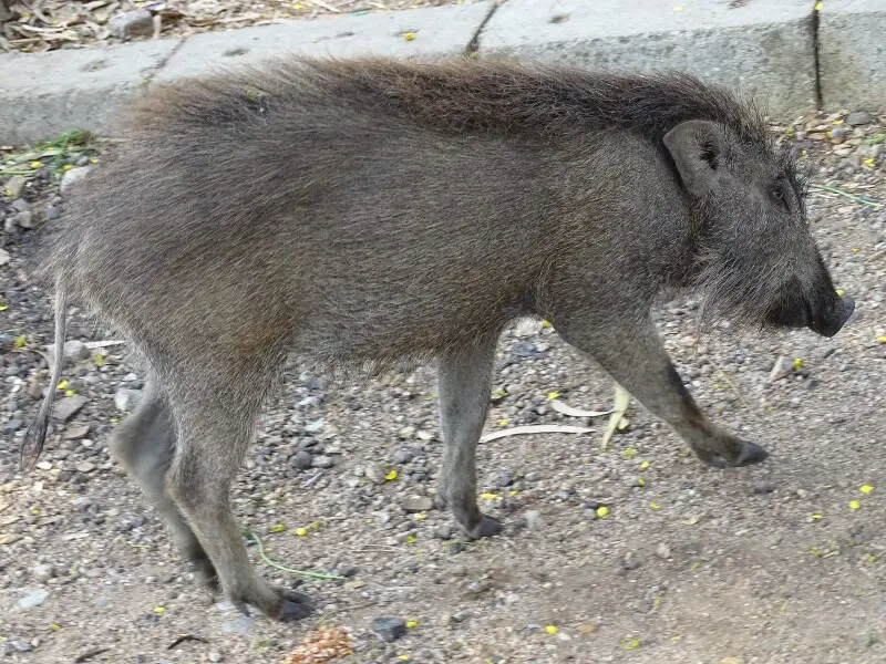 Indian boar - Facts, Diet, Habitat & Pictures on Animalia.bio
