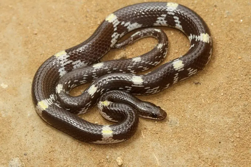 Lycodon striatus - Facts, Diet, Habitat & Pictures on Animalia.bio