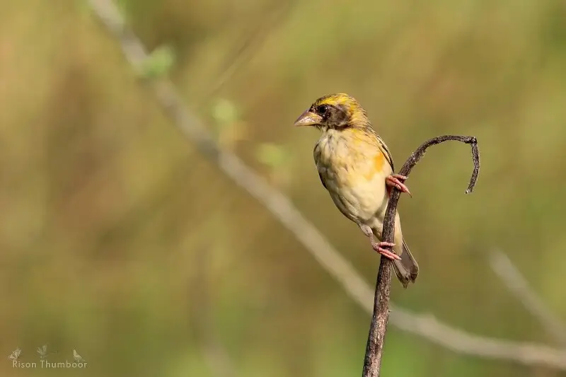 Baya weaver - Facts, Diet, Habitat & Pictures on Animalia.bio