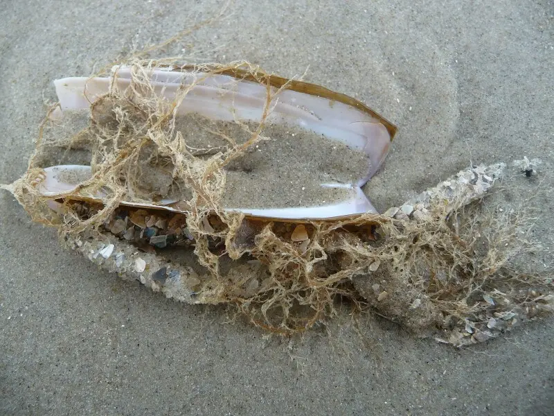 Atlantic jackknife clam - Facts, Diet, Habitat & Pictures on Animalia.bio