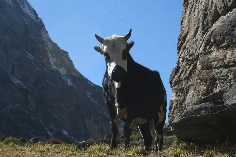 Taurine cattle - Facts, Diet, Habitat & Pictures on Animalia.bio