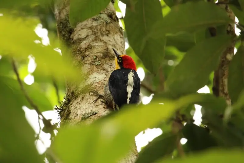 Yellow-fronted woodpecker - Facts, Diet, Habitat & Pictures on Animalia.bio