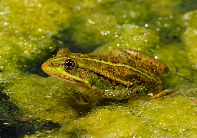 Balkan frog - Facts, Diet, Habitat & Pictures on Animalia.bio