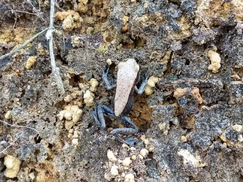 Bicolored frog - Facts, Diet, Habitat & Pictures on Animalia.bio