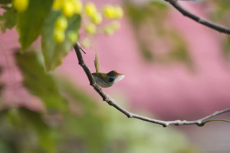 Common tailorbird - Facts, Diet, Habitat & Pictures on Animalia.bio