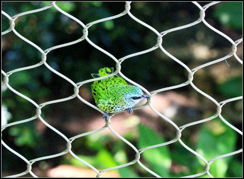 Spotted tanager - Facts, Diet, Habitat & Pictures on Animalia.bio