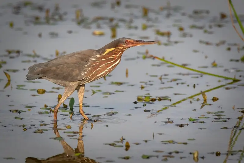Black bittern - Facts, Diet, Habitat & Pictures on Animalia.bio
