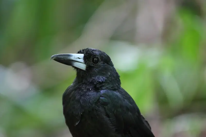 Black butcherbird - Facts, Diet, Habitat & Pictures on Animalia.bio