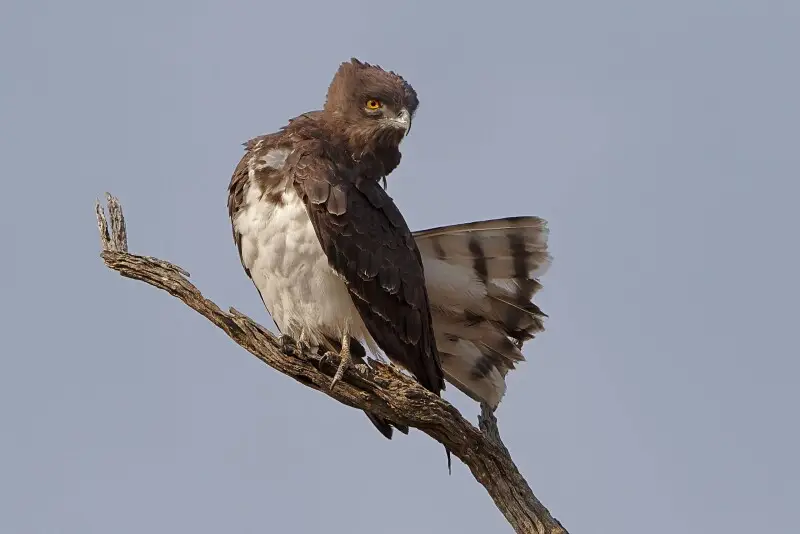 Black-chested snake eagle - Facts, Diet, Habitat & Pictures on Animalia.bio