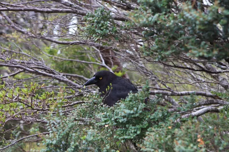 Black currawong - Facts, Diet, Habitat & Pictures on Animalia.bio