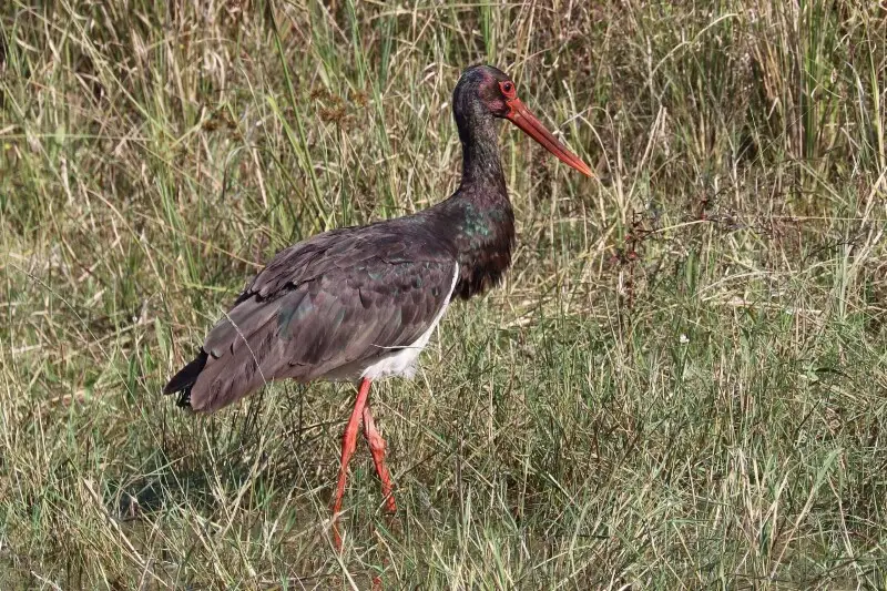 Black stork - Facts, Diet, Habitat & Pictures on Animalia.bio