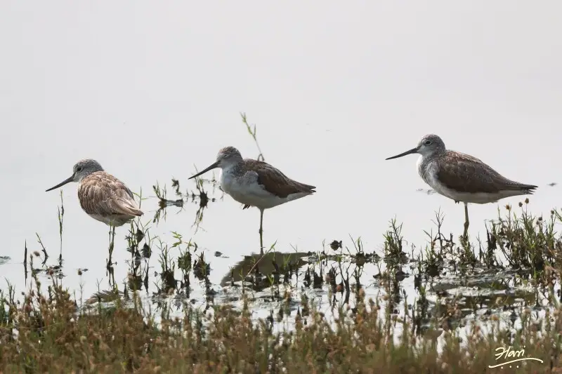 Black-tailed godwit - Facts, Diet, Habitat & Pictures on Animalia.bio