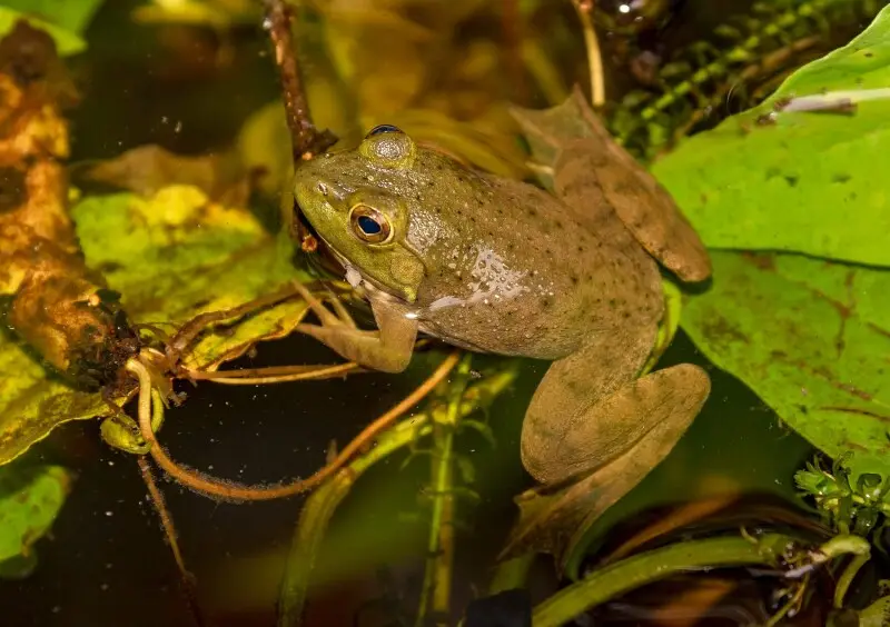 American bullfrog - Facts, Diet, Habitat & Pictures on Animalia.bio